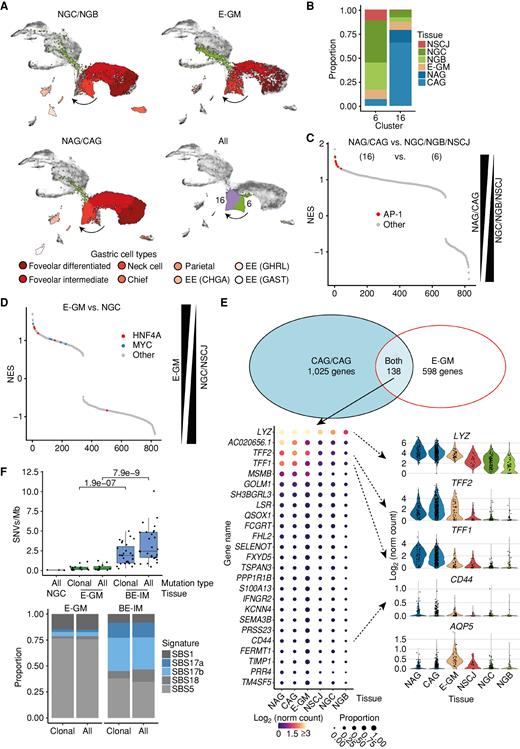 Single-Cell RNA Sequencing Unifies Developmental Programs of Esophageal ...