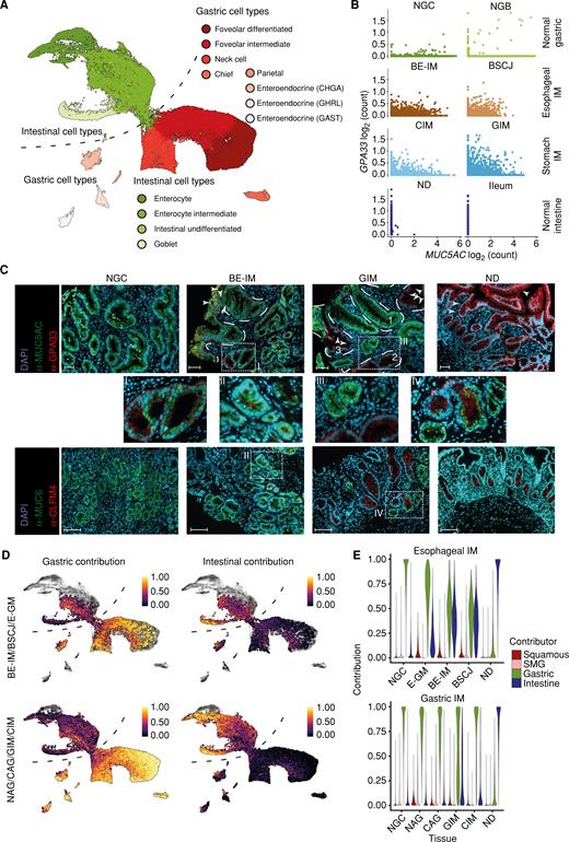 Single-Cell RNA Sequencing Unifies Developmental Programs of Esophageal ...