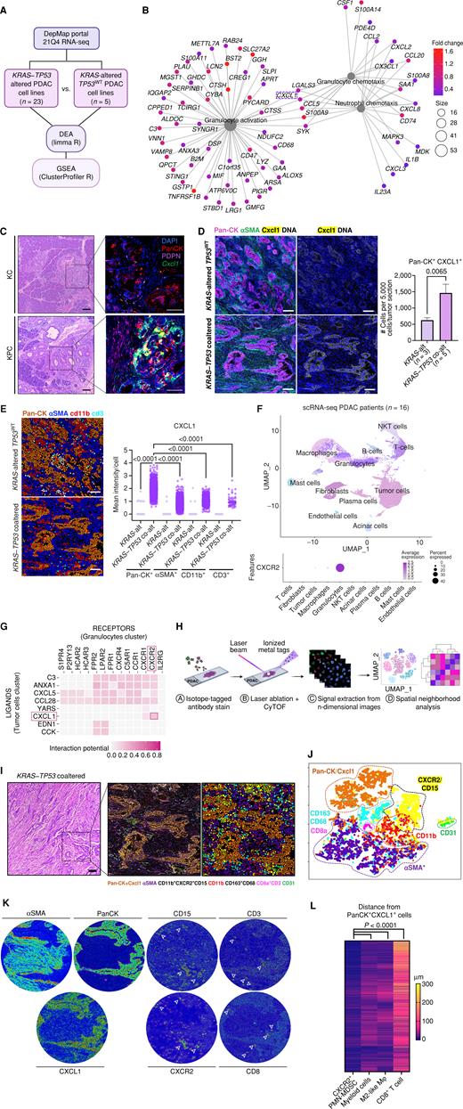 Cell-Autonomous Cxcl1 Sustains Tolerogenic Circuitries and Stromal ...