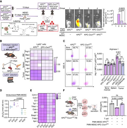 Cell-Autonomous Cxcl1 Sustains Tolerogenic Circuitries and Stromal ...