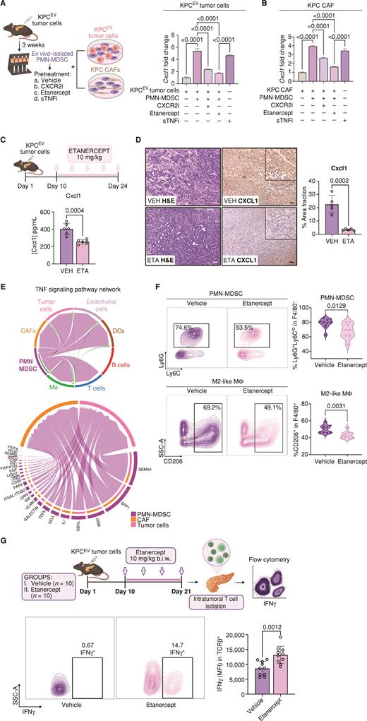 Cell-Autonomous Cxcl1 Sustains Tolerogenic Circuitries and Stromal ...
