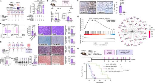 Cell-Autonomous Cxcl1 Sustains Tolerogenic Circuitries and Stromal ...