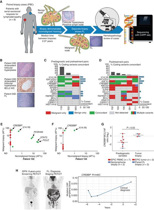 Tracing Founder Mutations in Circulating and Tissue-Resident Follicular ...