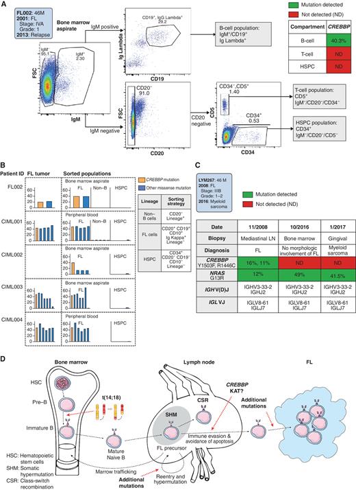 Tracing Founder Mutations in Circulating and Tissue-Resident Follicular ...