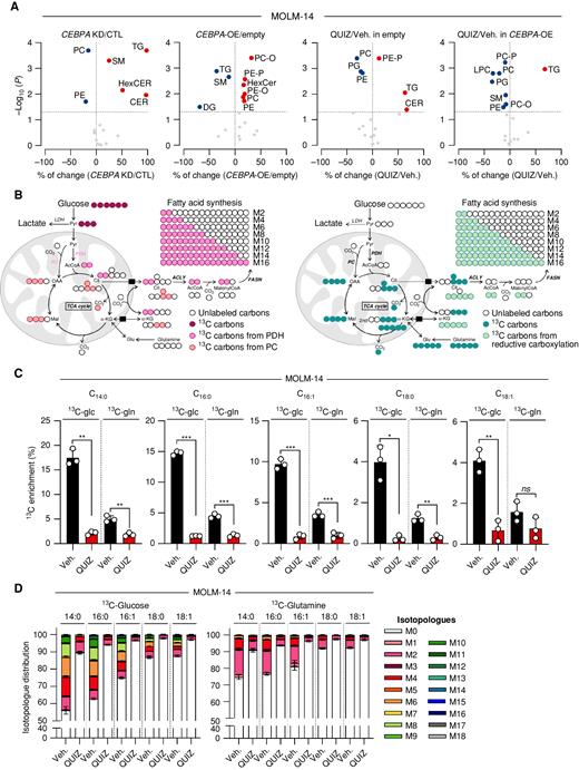 C/EBPα Confers Dependence to Fatty Acid Anabolic Pathways and ...