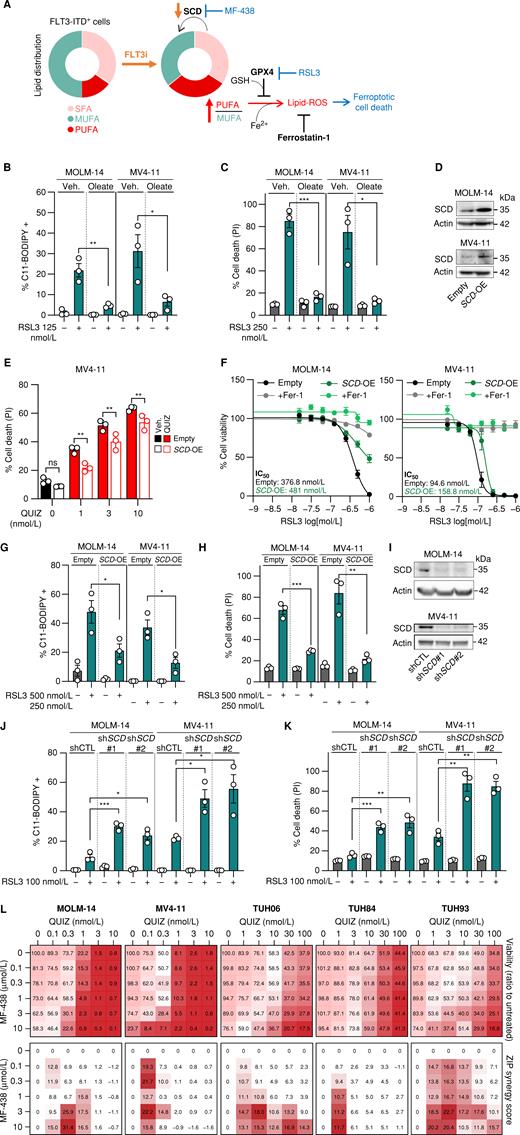 C/EBPα Confers Dependence to Fatty Acid Anabolic Pathways and ...
