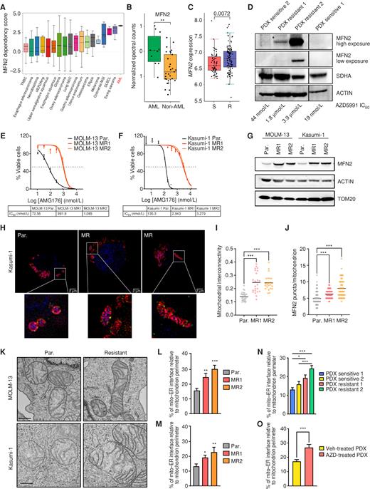 Mitophagy Promotes Resistance to BH3 Mimetics in Acute Myeloid Leukemia ...