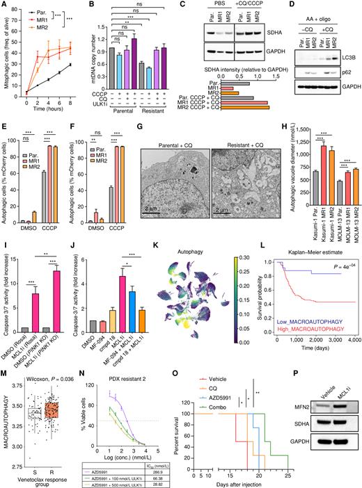 Mitophagy Promotes Resistance to BH3 Mimetics in Acute Myeloid Leukemia ...