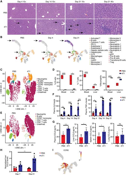 Early Infiltration of Innate Immune Cells to the Liver Depletes HNF4α ...