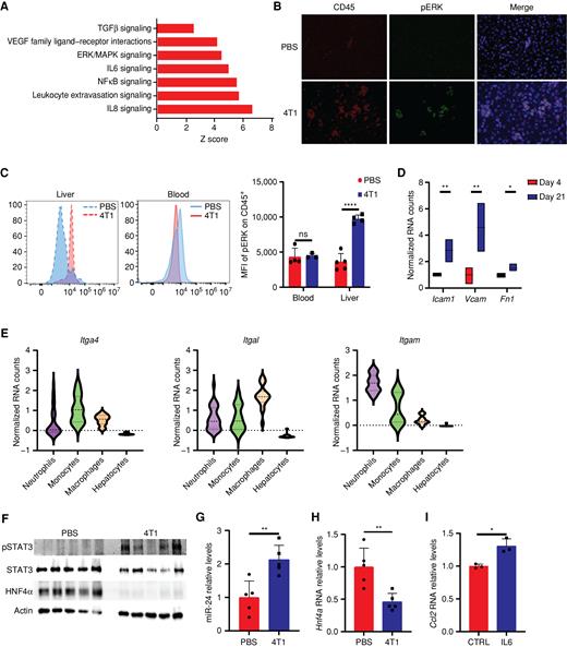 Early Infiltration of Innate Immune Cells to the Liver Depletes HNF4α ...