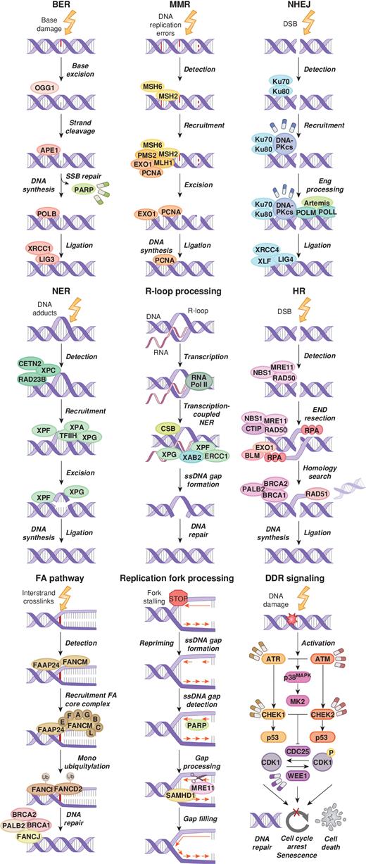 The DNA Damage Response and Inflammation in Cancer | Cancer Discovery ...