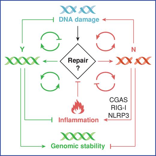 The DNA Damage Response and Inflammation in Cancer | Cancer Discovery ...