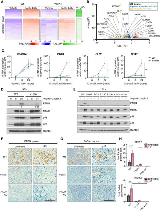 An African-Specific Variant of TP53 Reveals PADI4 as a Regulator of p53 ...