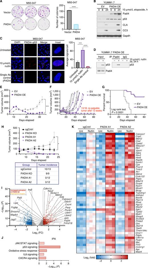 An African-Specific Variant of TP53 Reveals PADI4 as a Regulator of p53 ...