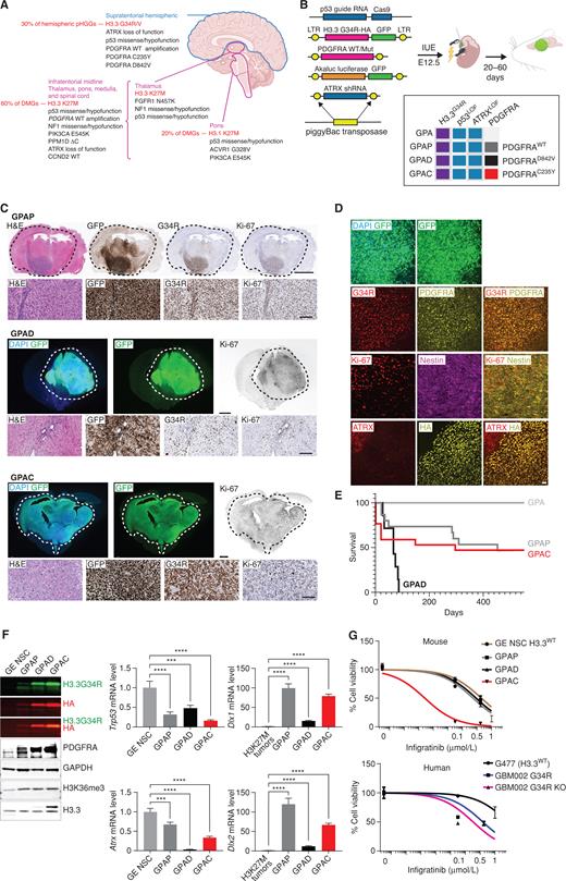 A Compendium of Syngeneic, Transplantable Pediatric High-Grade Glioma ...