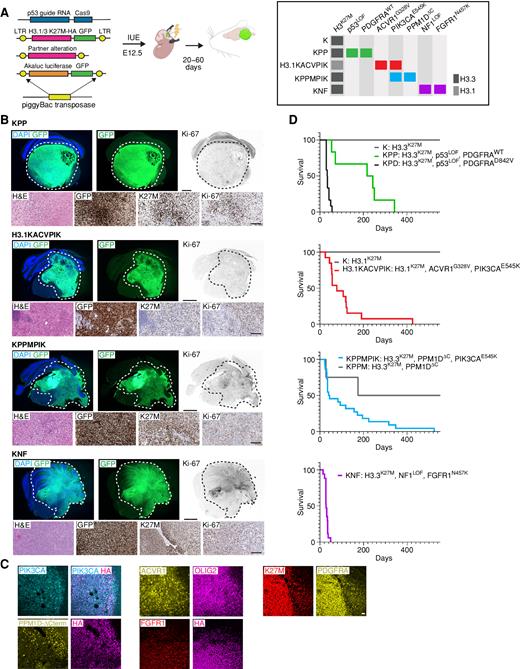 A Compendium of Syngeneic, Transplantable Pediatric High-Grade Glioma ...