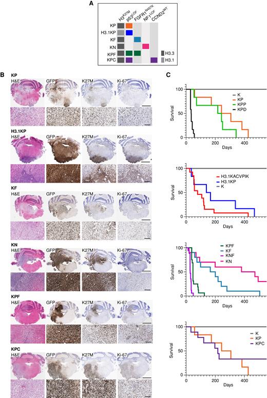 A Compendium of Syngeneic, Transplantable Pediatric High-Grade Glioma ...