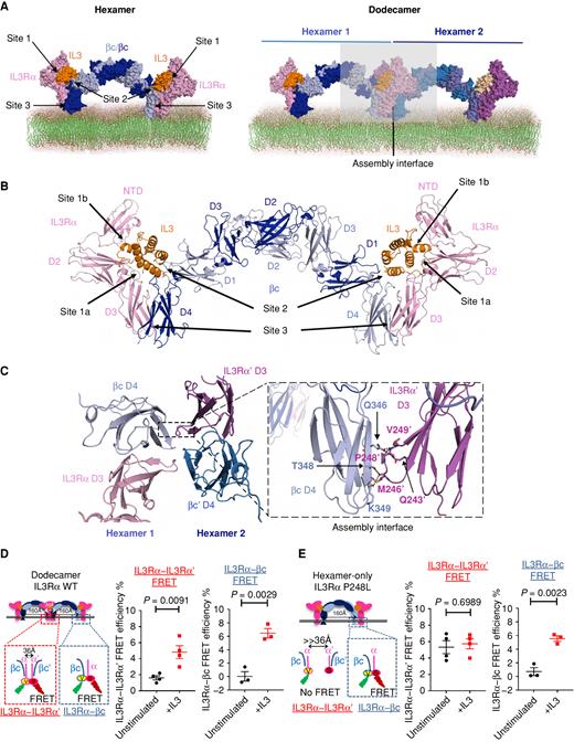 Distinct Assemblies of Heterodimeric Cytokine Receptors Govern Stemness ...