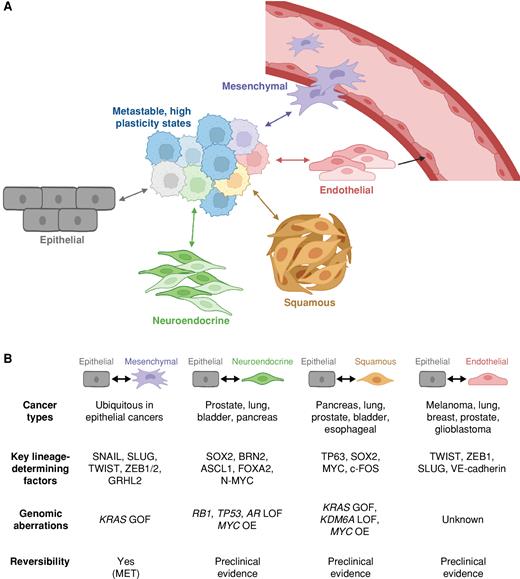 The Transcriptional and Epigenetic Landscape of Cancer Cell Lineage ...