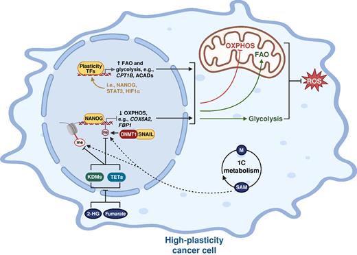 The Transcriptional and Epigenetic Landscape of Cancer Cell Lineage ...
