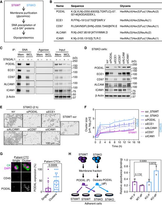 Dynamic Glycoprotein Hyposialylation Promotes Chemotherapy Evasion and ...