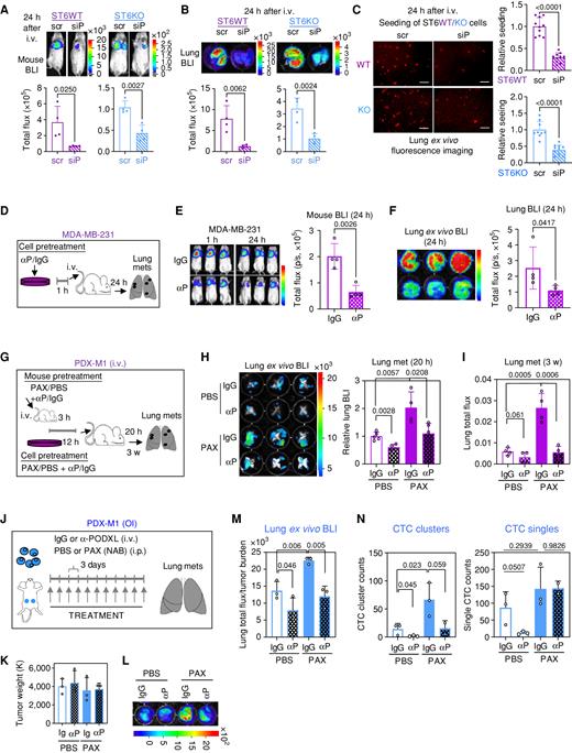 Dynamic Glycoprotein Hyposialylation Promotes Chemotherapy Evasion and ...