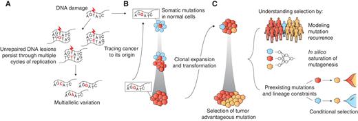 Cancer Evolution: A Multifaceted Affair | Cancer Discovery | American ...