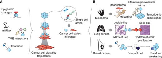 Cancer Evolution: A Multifaceted Affair | Cancer Discovery | American ...