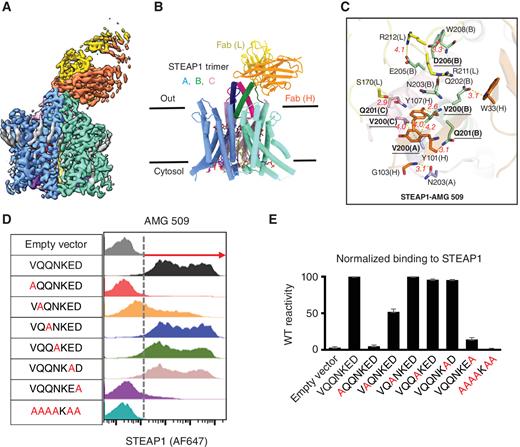 AMG 509 (Xaluritamig), an Anti-STEAP1 XmAb 2+1 T-cell Redirecting ...