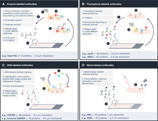 Highly Multiplexed Tissue Imaging in Precision Oncology and ...
