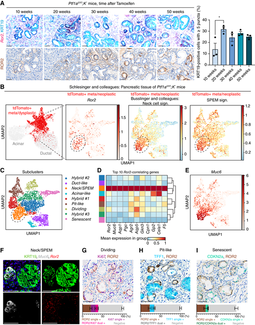 ROR2 Regulates Cellular Plasticity in Pancreatic Neoplasia and ...