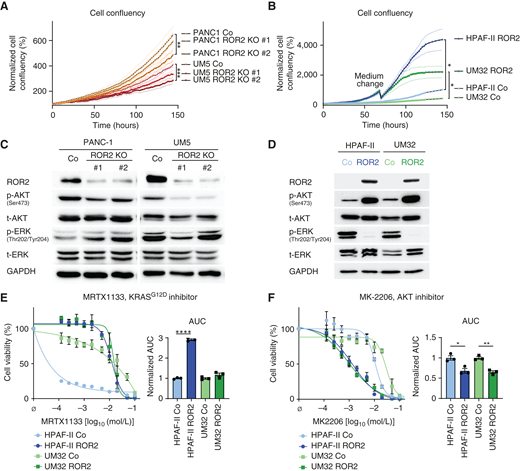 ROR2 Regulates Cellular Plasticity in Pancreatic Neoplasia and ...