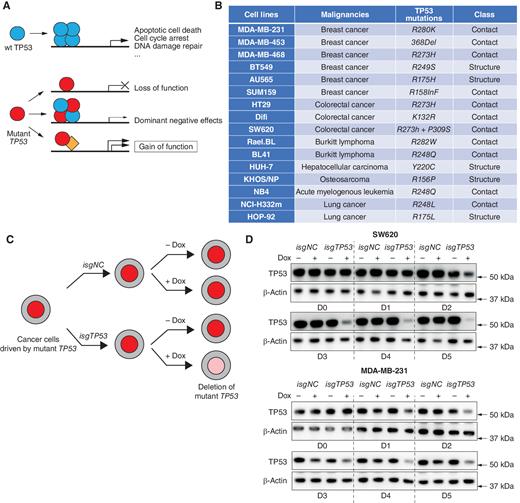 Loss-of-Function but Not Gain-of-Function Properties of Mutant TP53 Are ...
