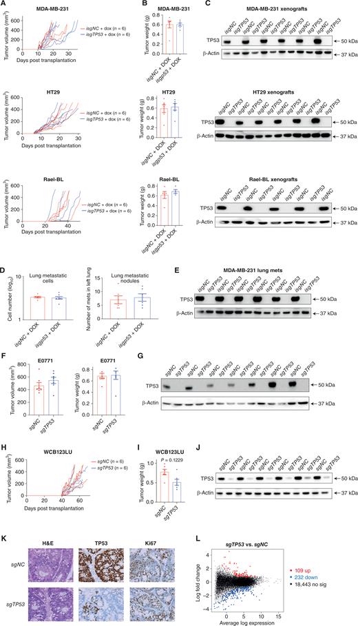 Loss-of-Function but Not Gain-of-Function Properties of Mutant TP53 Are Critical for the ...