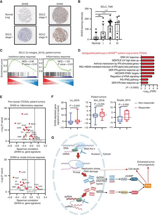 Targeting DHX9 Triggers Tumor-Intrinsic Interferon Response and ...