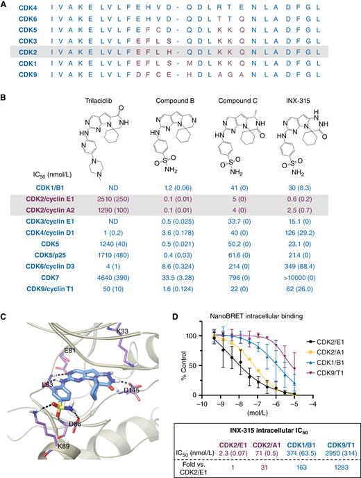 INX-315, a Selective CDK2 Inhibitor, Induces Cell Cycle Arrest and ...