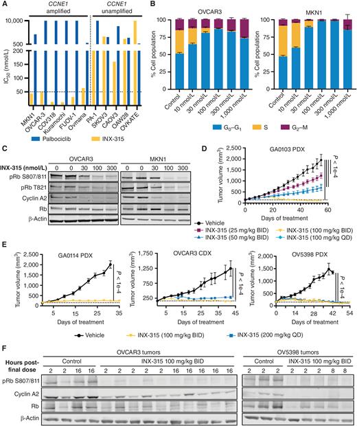 INX-315, a Selective CDK2 Inhibitor, Induces Cell Cycle Arrest and ...