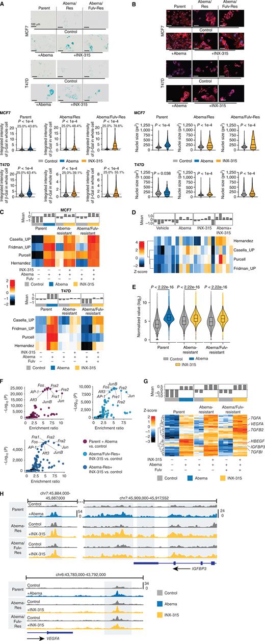 INX-315, a Selective CDK2 Inhibitor, Induces Cell Cycle Arrest and Senescence in Solid Tumors ...