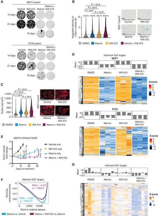 INX-315, a Selective CDK2 Inhibitor, Induces Cell Cycle Arrest and Senescence in Solid Tumors ...