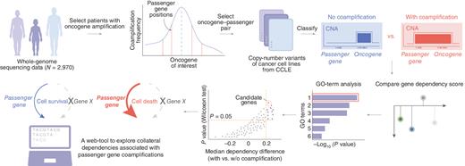 Passenger Gene Coamplifications Create Collateral Therapeutic ...