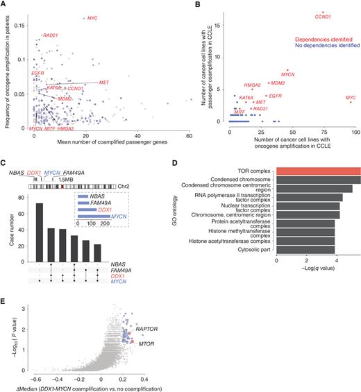 Passenger Gene Coamplifications Create Collateral Therapeutic ...