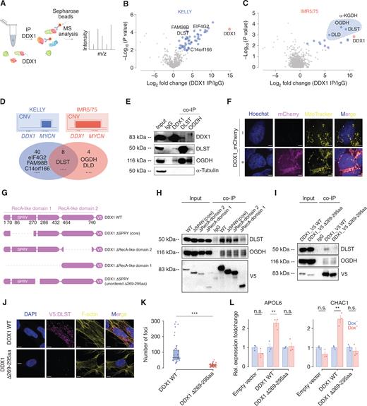 Passenger Gene Coamplifications Create Collateral Therapeutic ...