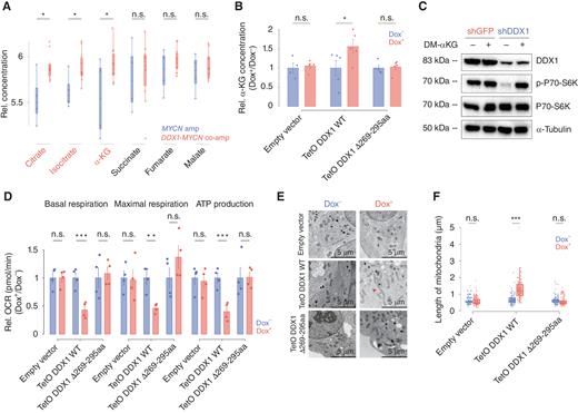 Passenger Gene Coamplifications Create Collateral Therapeutic ...