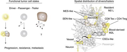 Cell States in Cancer: Drivers, Passengers, and Trailers | Cancer ...