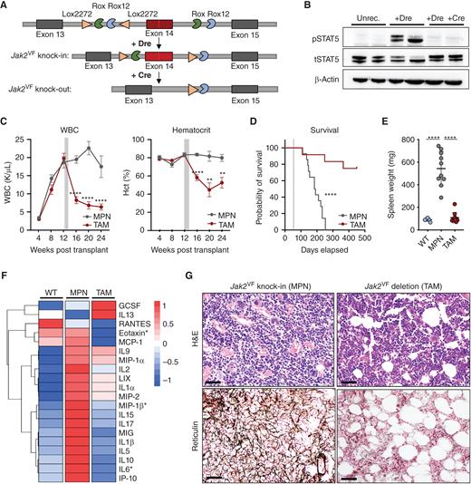 Jak2V617F Reversible Activation Shows Its Essential Requirement in ...