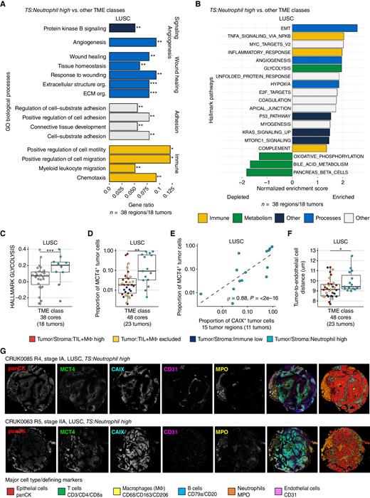 Spatial Architecture of Myeloid and T Cells Orchestrates Immune Evasion ...