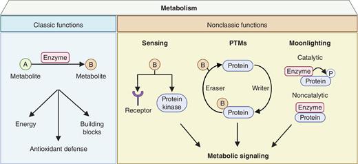 Metabolic Signaling in Cancer Metastasis | Cancer Discovery | American ...