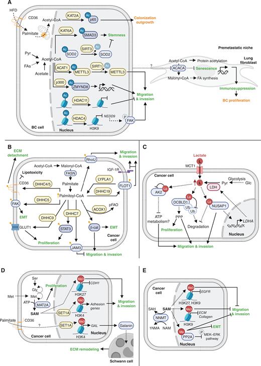 Metabolic Signaling in Cancer Metastasis | Cancer Discovery | American ...