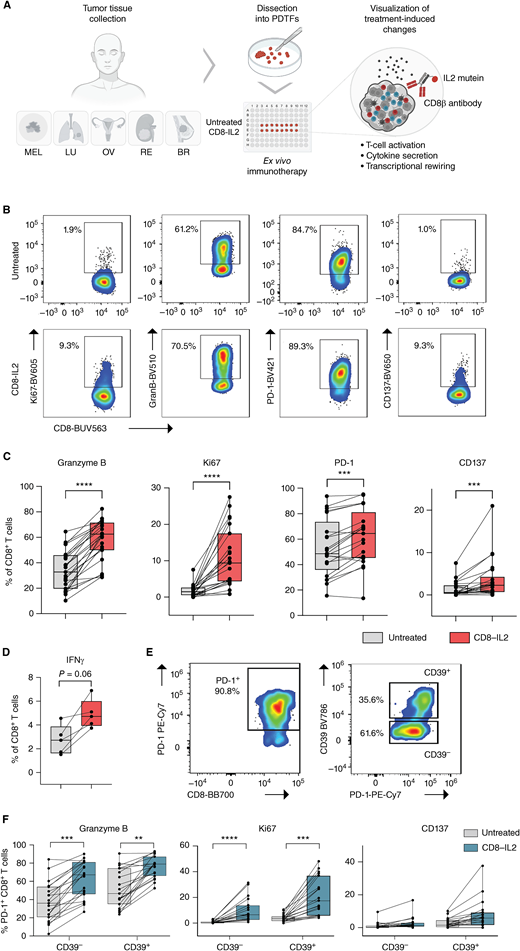 CD8-Targeted IL2 Unleashes Tumor-Specific Immunity in Human Cancer ...