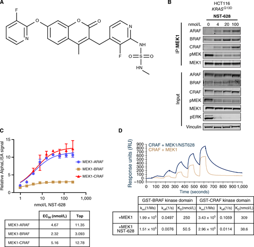 The Pan-RAF–MEK Nondegrading Molecular Glue NST-628 Is a Potent and ...